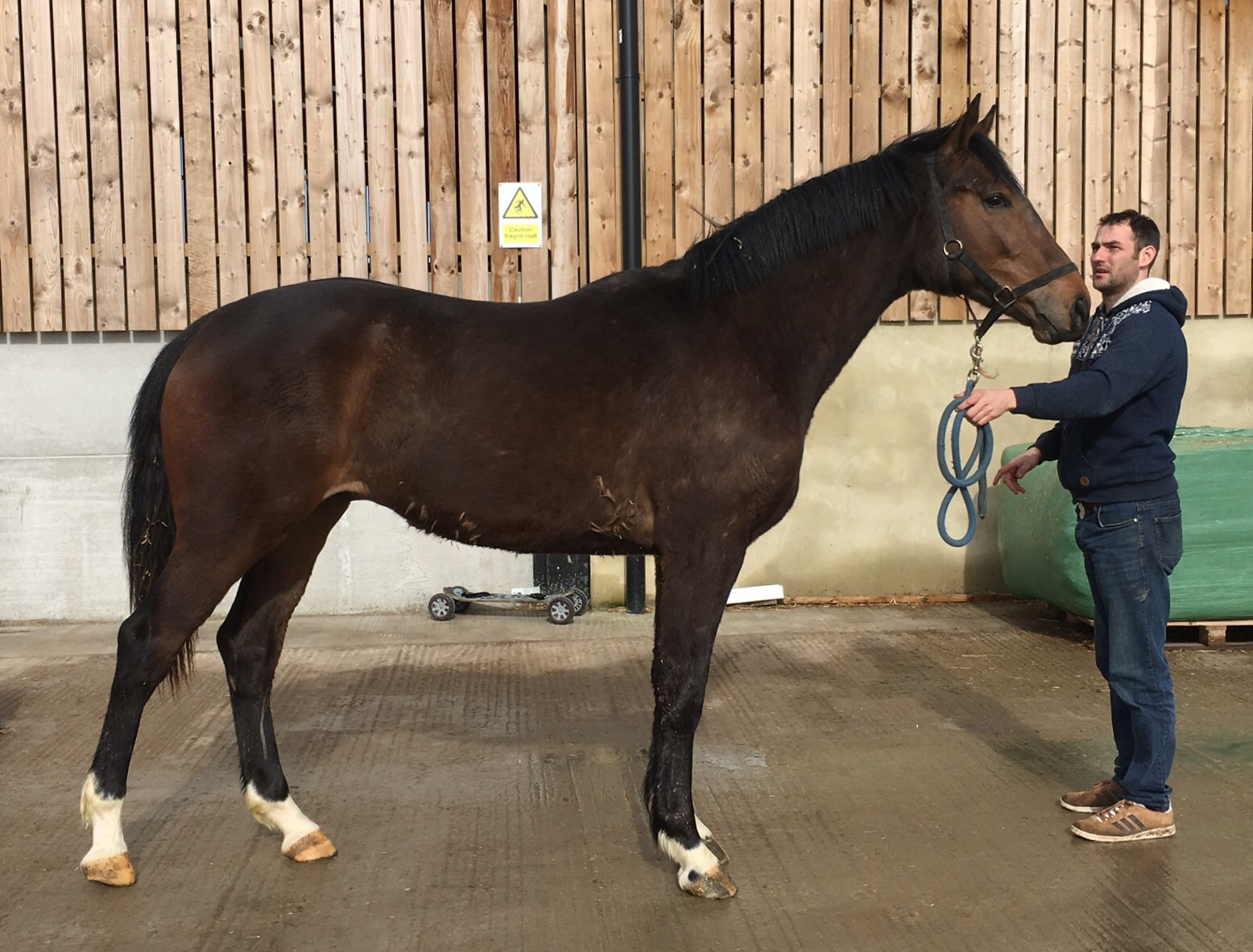 Young horses – videos added | Philip Kirby Racing